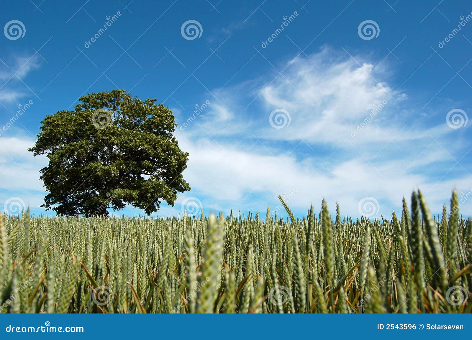 Tree in a Crop Field stock photo. Image of green, countryside - 2543596