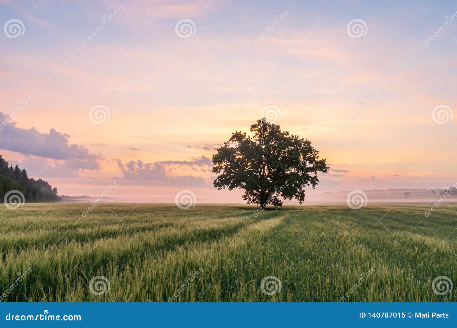 A Tree on a Crop Field with Sky Colored with Sunrise Stock Image ...