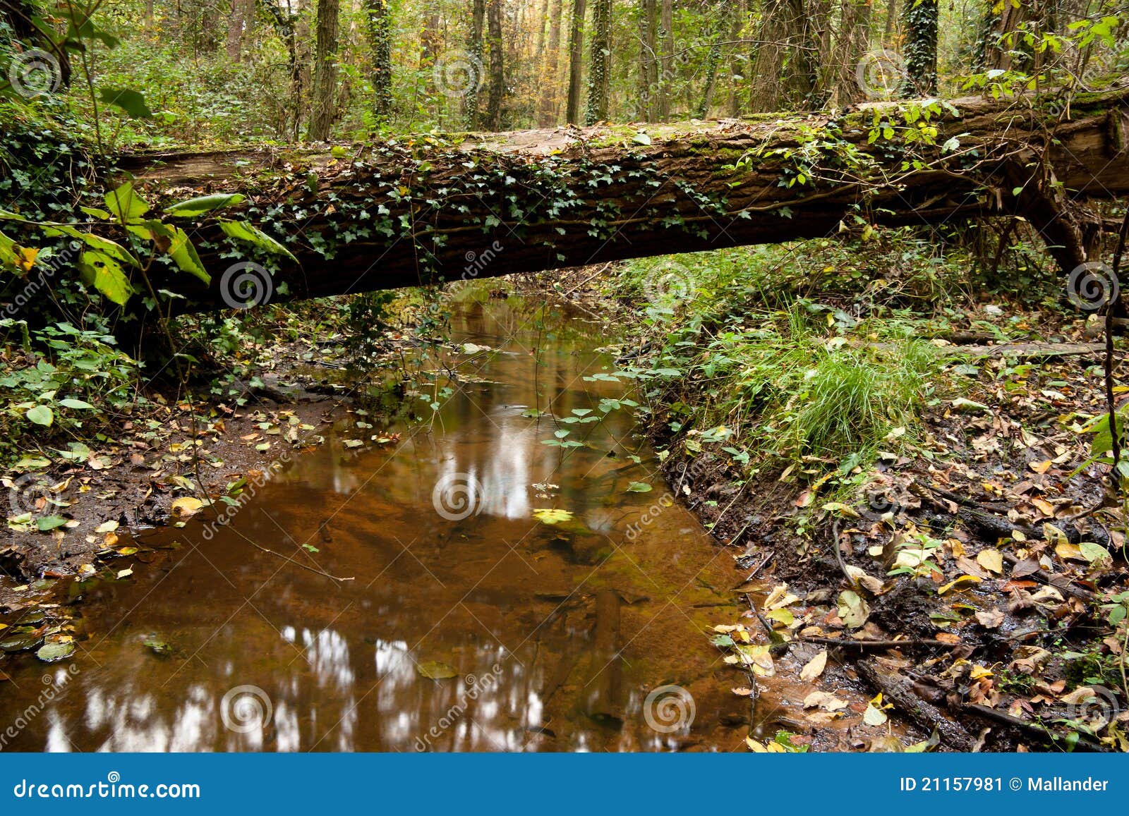 Tree cross over river stock image. Image of forest, trunk - 21157981