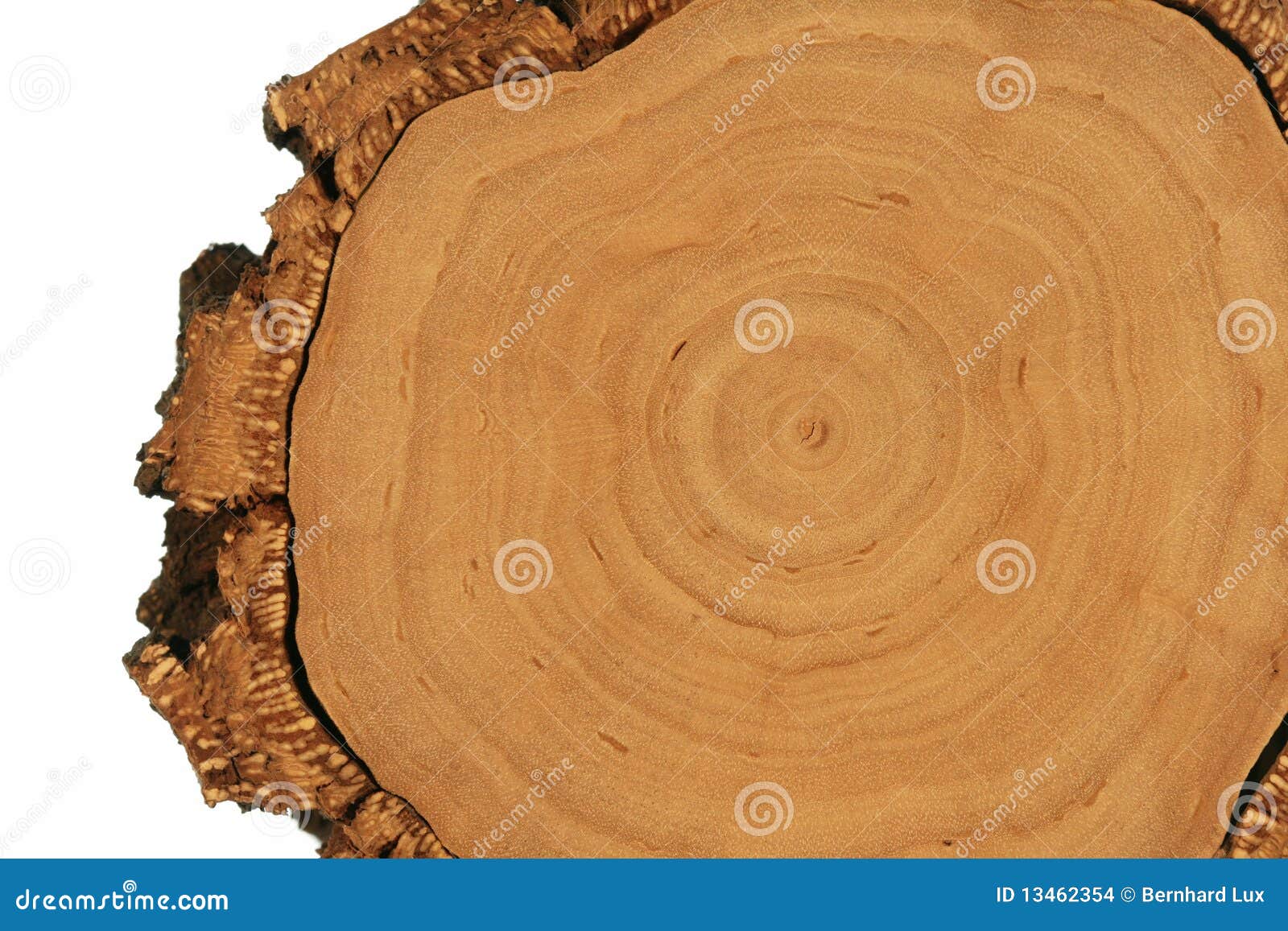 Tree Cross Section Royalty-Free Stock Image | CartoonDealer.com #34752694