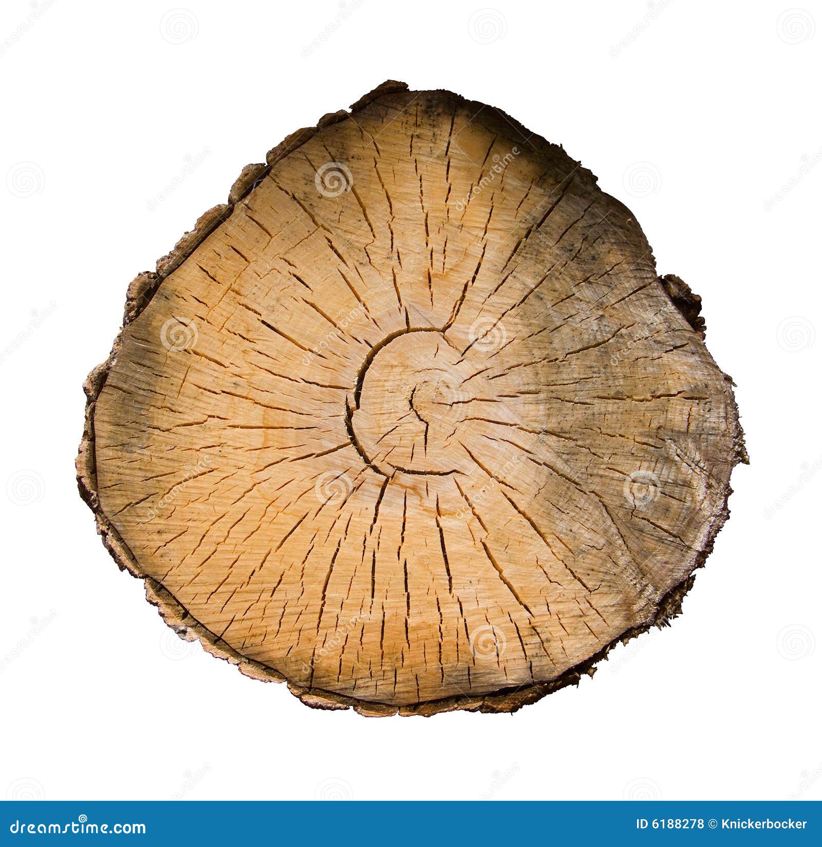 Tree Cross Section stock photo. Image of flat, grain, trunk - 6188278