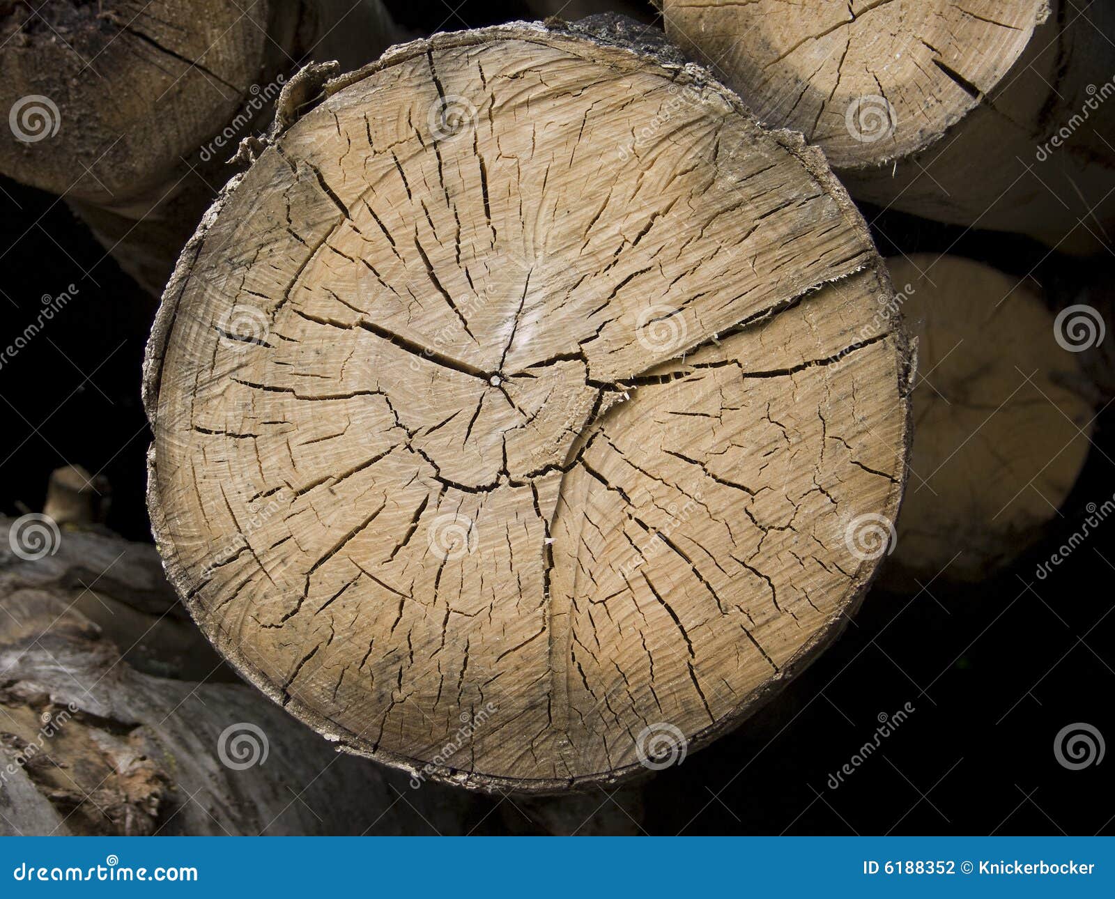 Tree Cross Section Picture. Image: 6188352