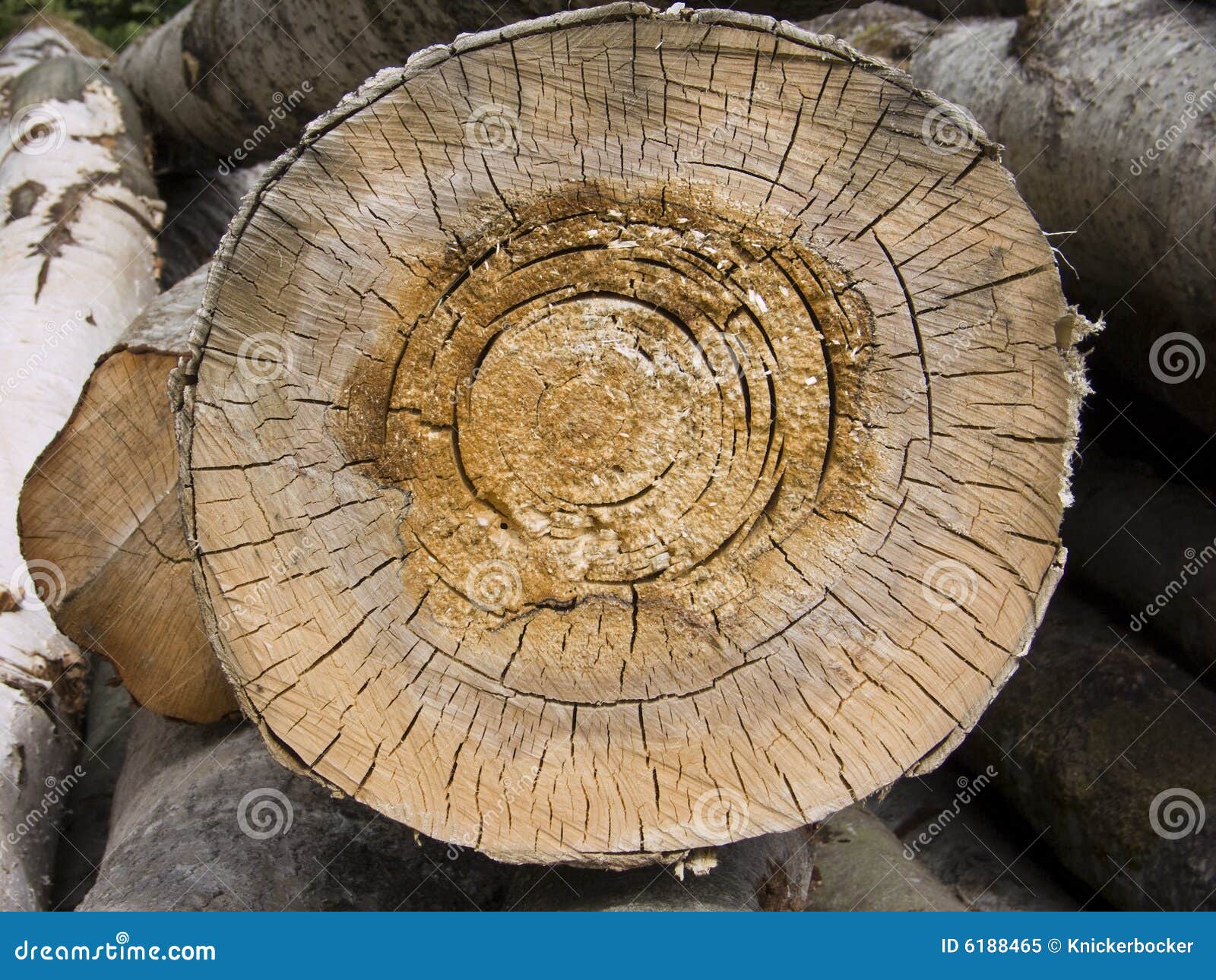 Tree Cross Section Picture. Image: 6188465
