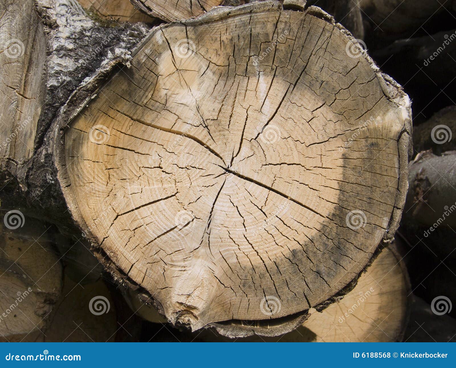 Tree Cross Section stock photo. Image of tree, cross, flat - 6188568