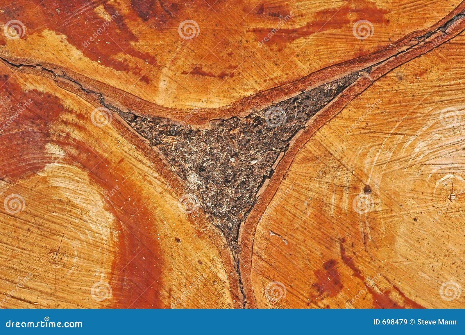 Tree cross-section stock image. Image of cross, pattern - 698479
