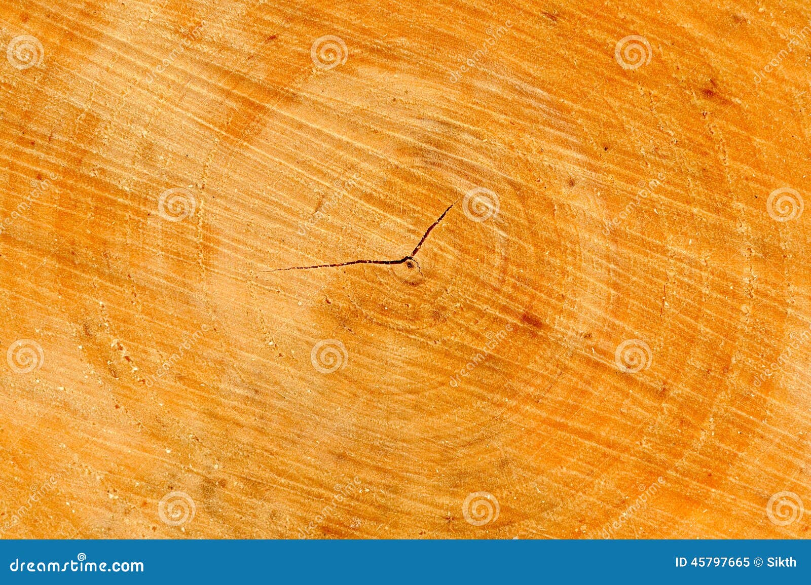 Tree Cross Section with Annual Rings Stock Image - Image of backdrop ...