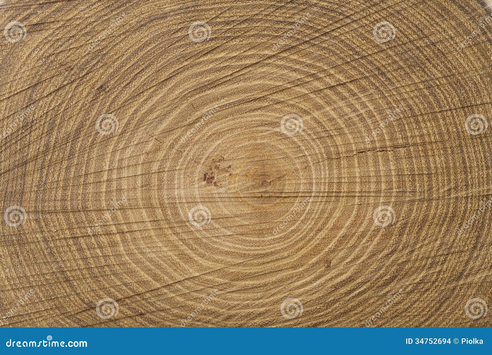 Tree cross section stock photo. Image of ground, panel - 34752694
