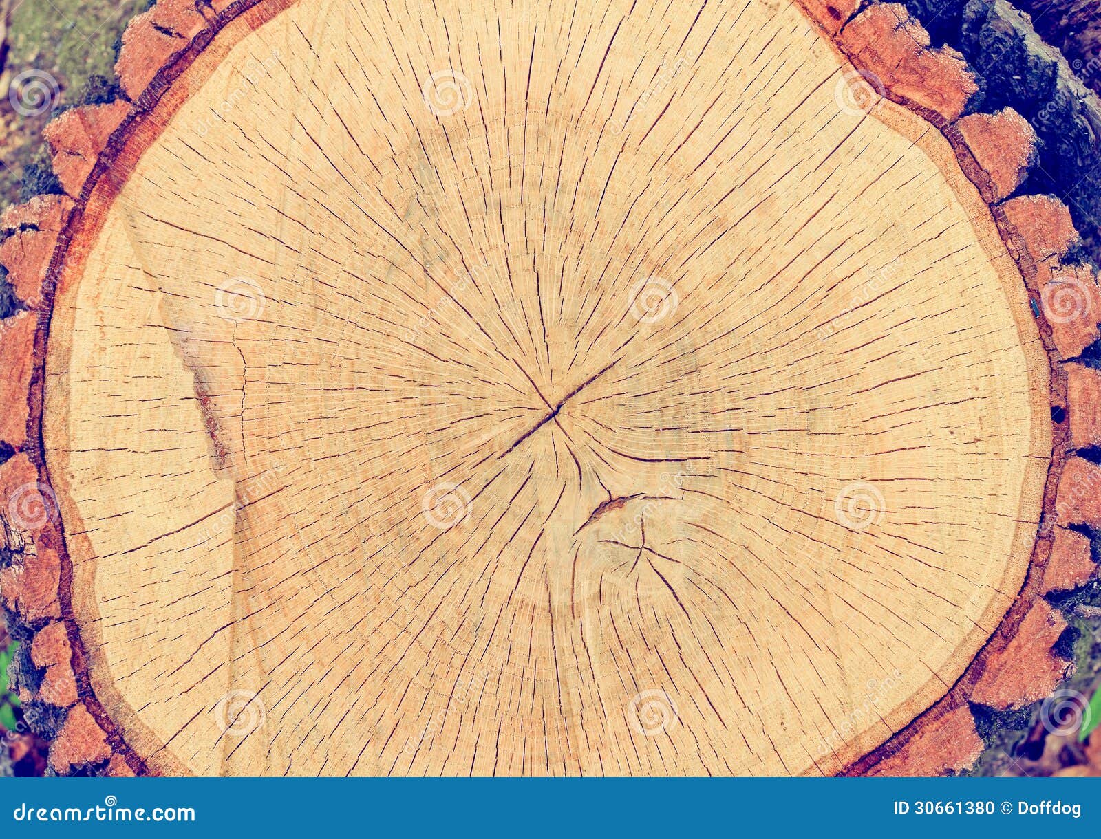 Tree Cross Section stock photo. Image of frame, natural - 30661380