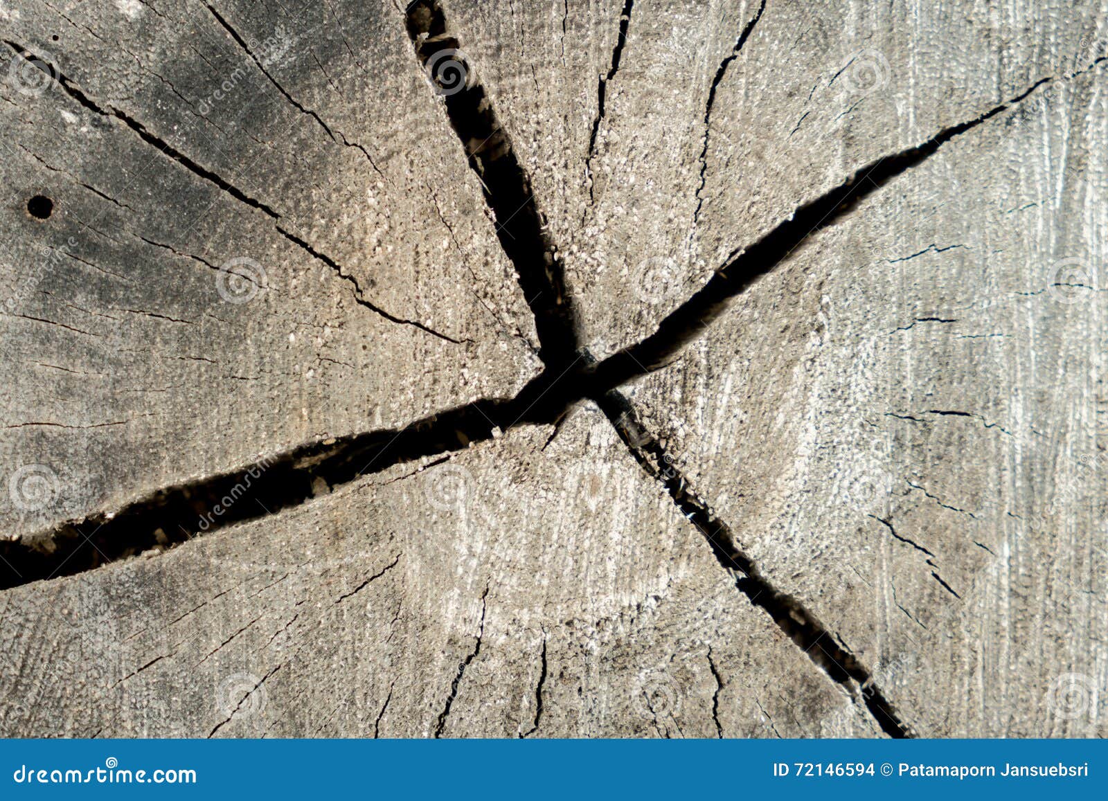Tree cross section stock photo. Image of natural, rough - 72146594