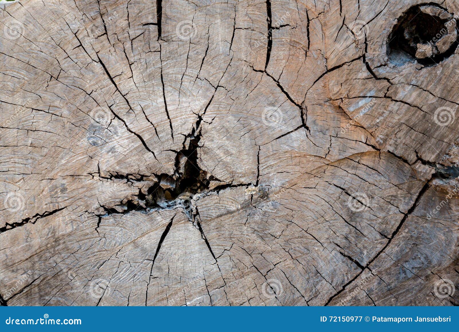 Tree cross section stock image. Image of surface, grain - 72150977
