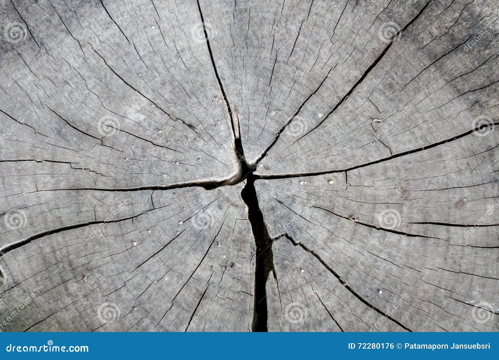 Tree cross section stock photo. Image of environment - 72280176