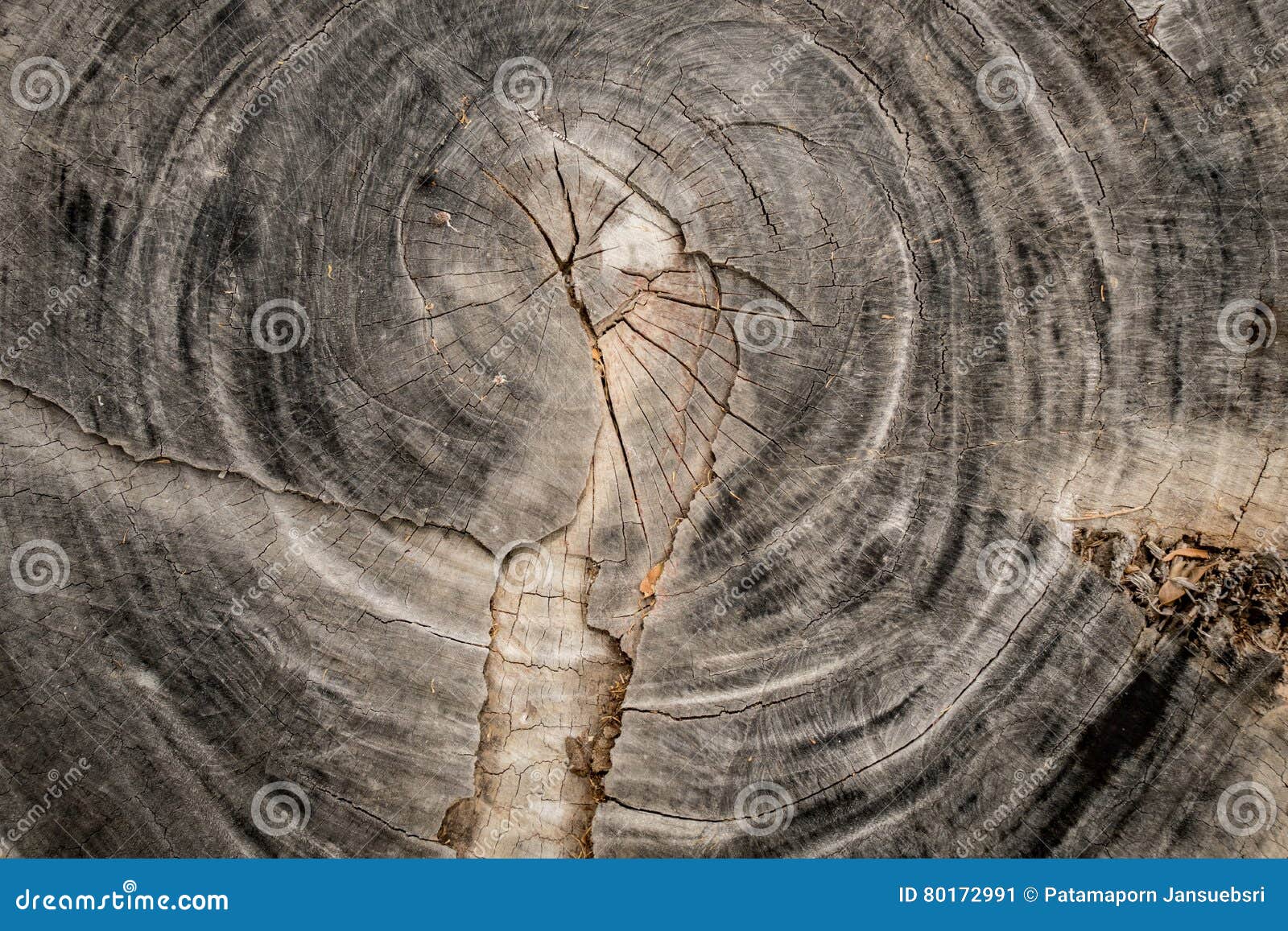 Tree cross section stock image. Image of cross, tree - 80172991