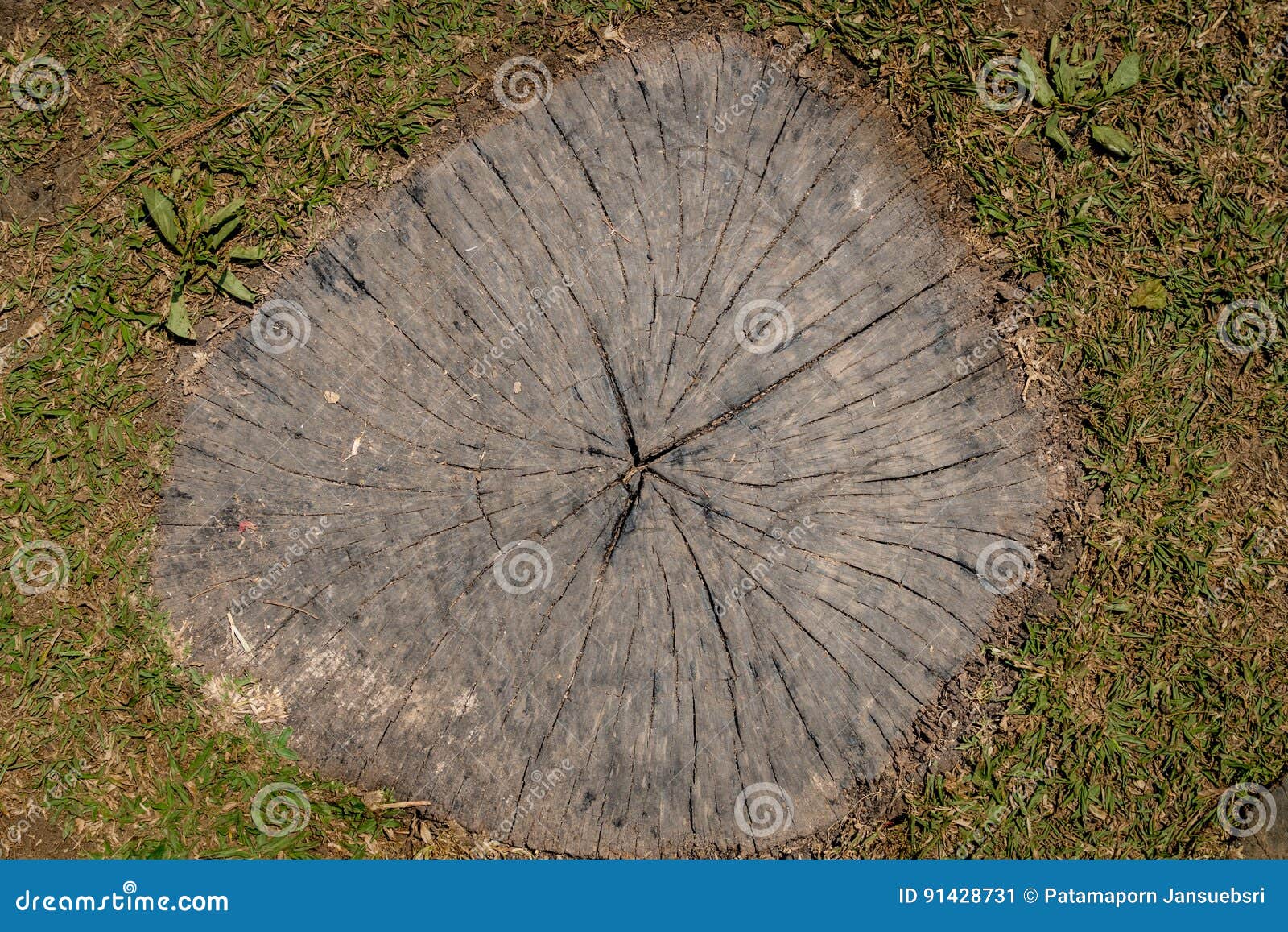 Tree cross section stock image. Image of aging, closeup - 91428731