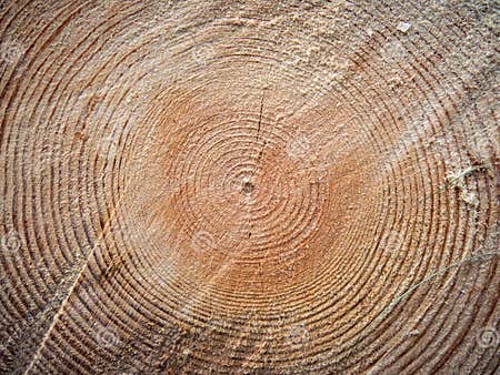 Tree Cross-section, Cut Tree Trunk Texture, Tree Inside Design Stock ...