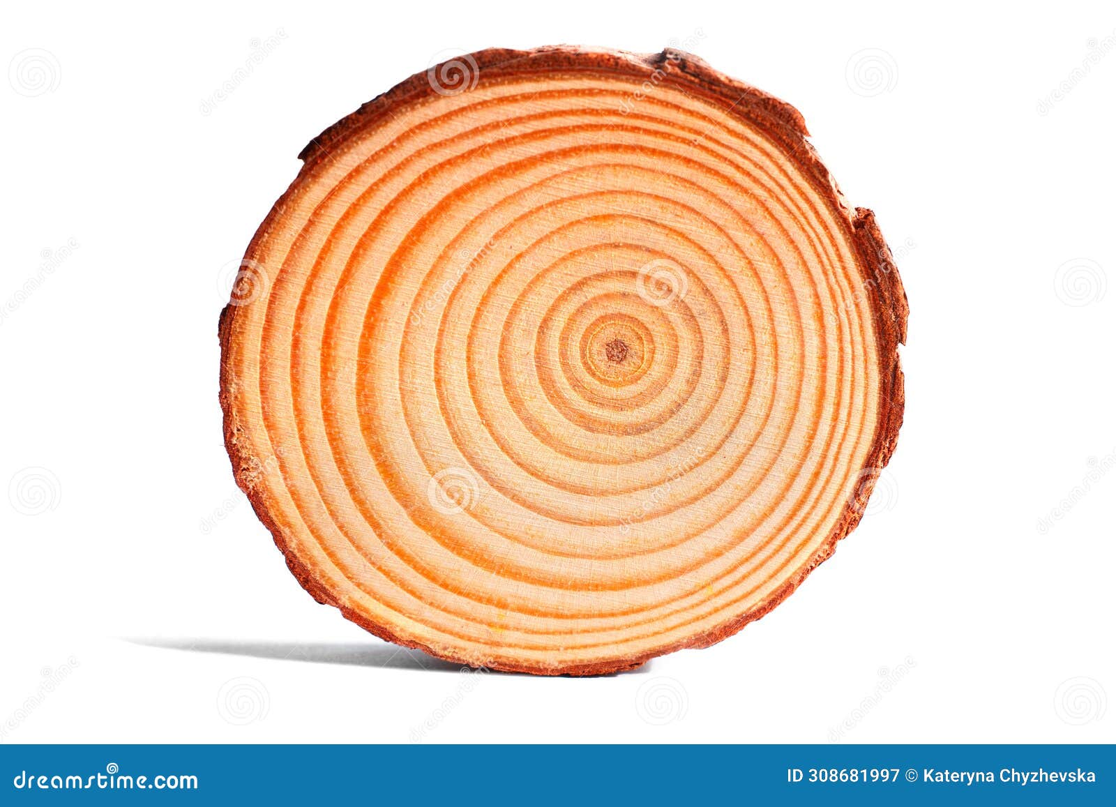 Tree Cross Section Isolated on White Stock Image - Image of botany ...