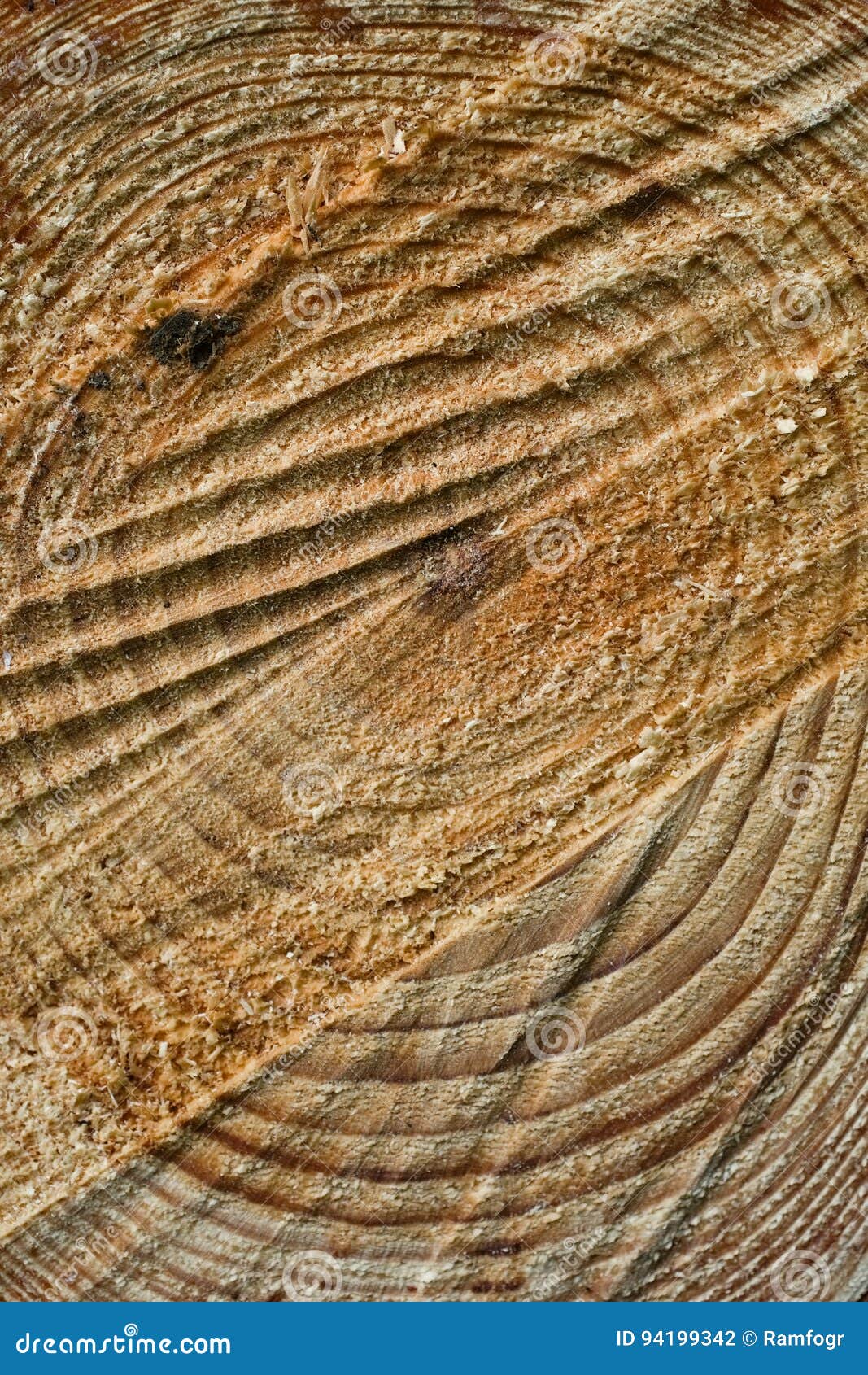 Tree cross section stock photo. Image of organic, detail - 94199342