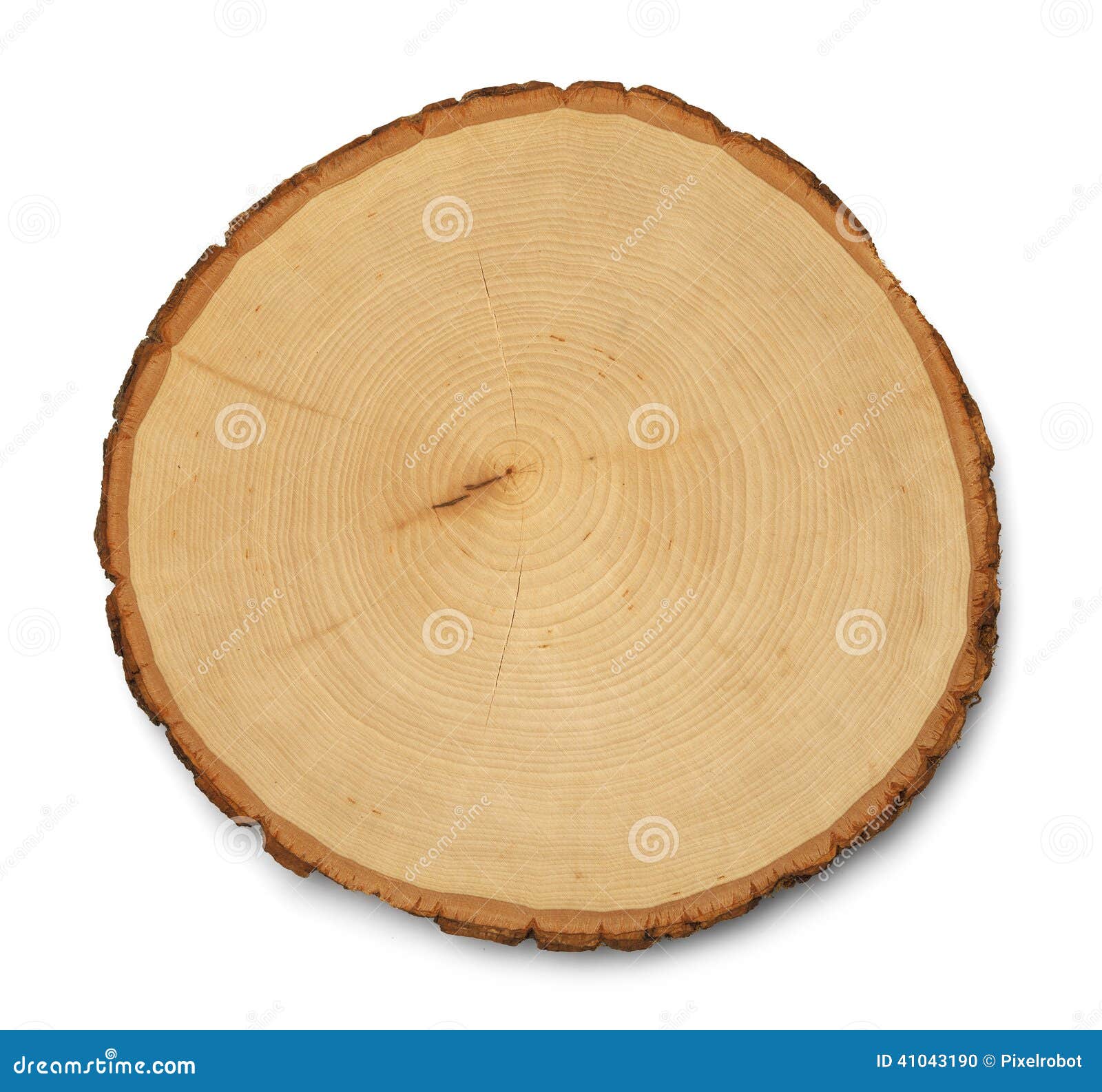 Tree Cross Section stock photo. Image of backgrounds - 41043190
