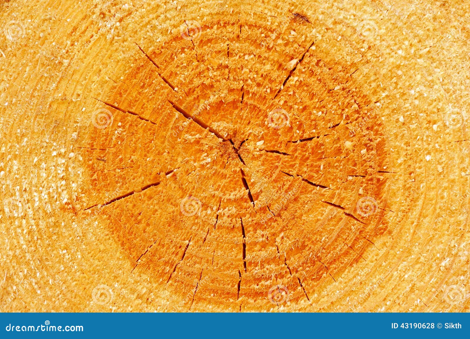 Tree Cross Section Showing Annual Rings Stock Photo | CartoonDealer.com ...