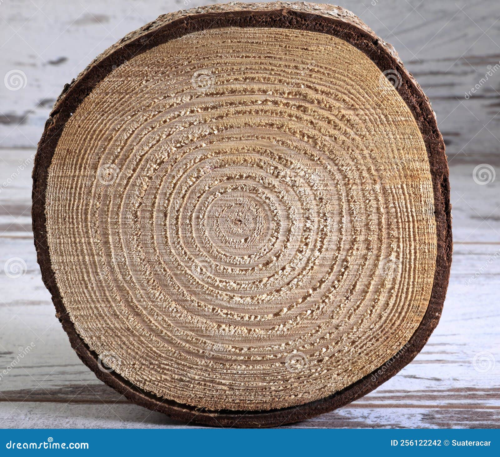 Tree Cross Section and Texture. Stock Photo - Image of circle, forest ...