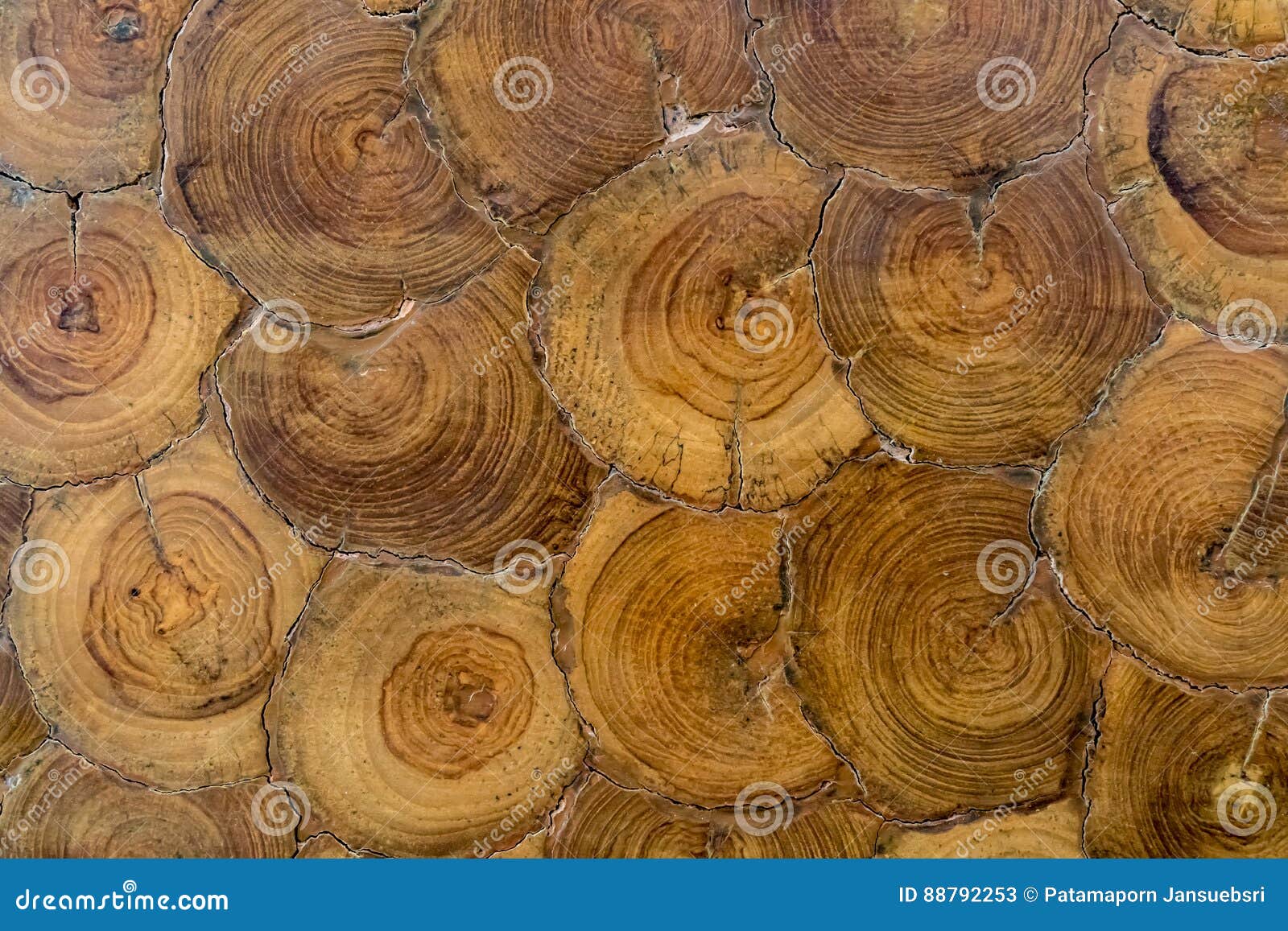 Tree Cross Section Royalty-Free Stock Image | CartoonDealer.com #34752694