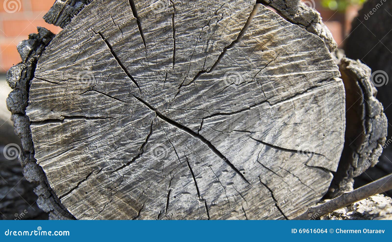 Tree Cross-Section with Thick Bark Stock Photo - Image of crosssection ...