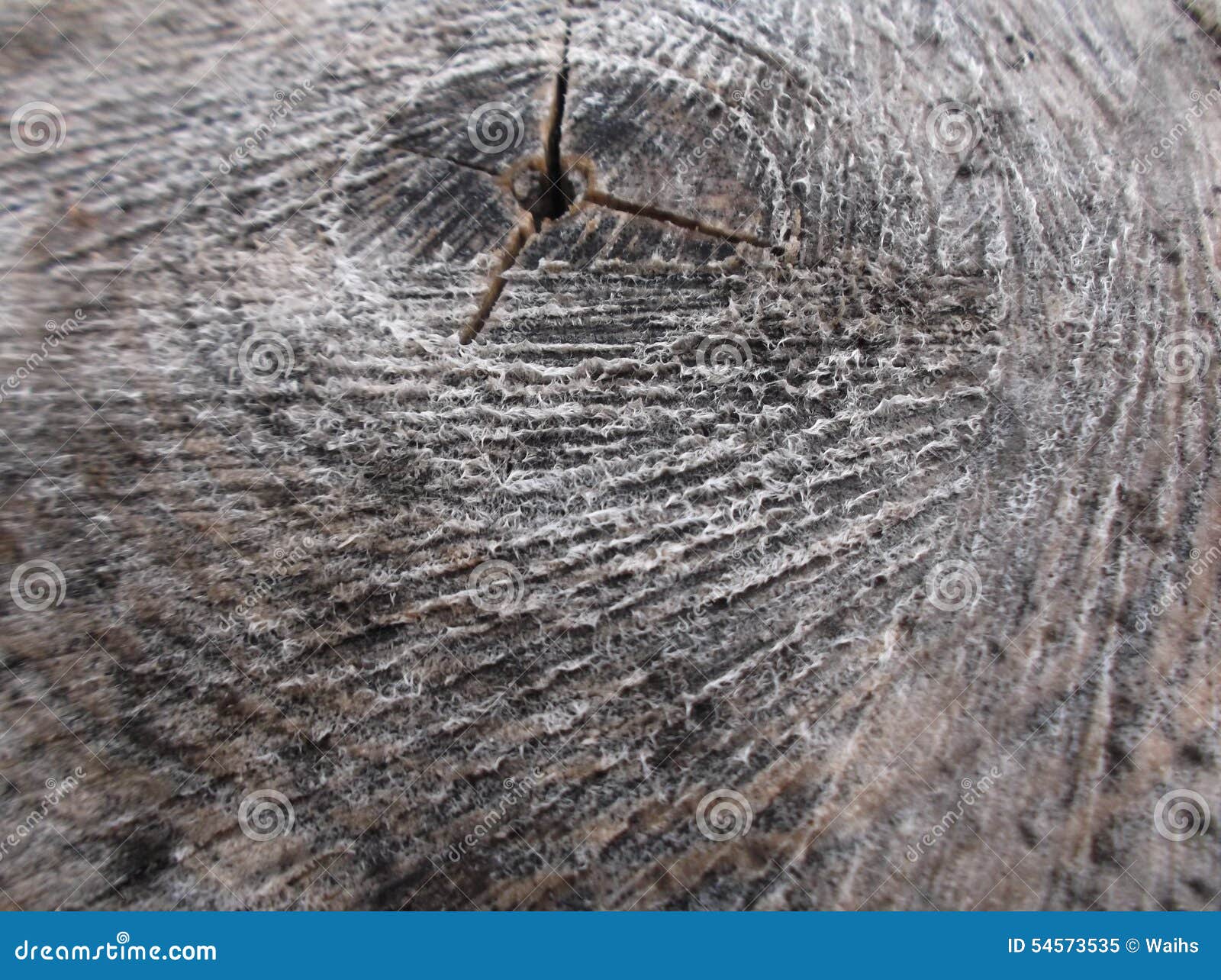 Tree Cross Section and Tree Ring Stock Image - Image of texture ...