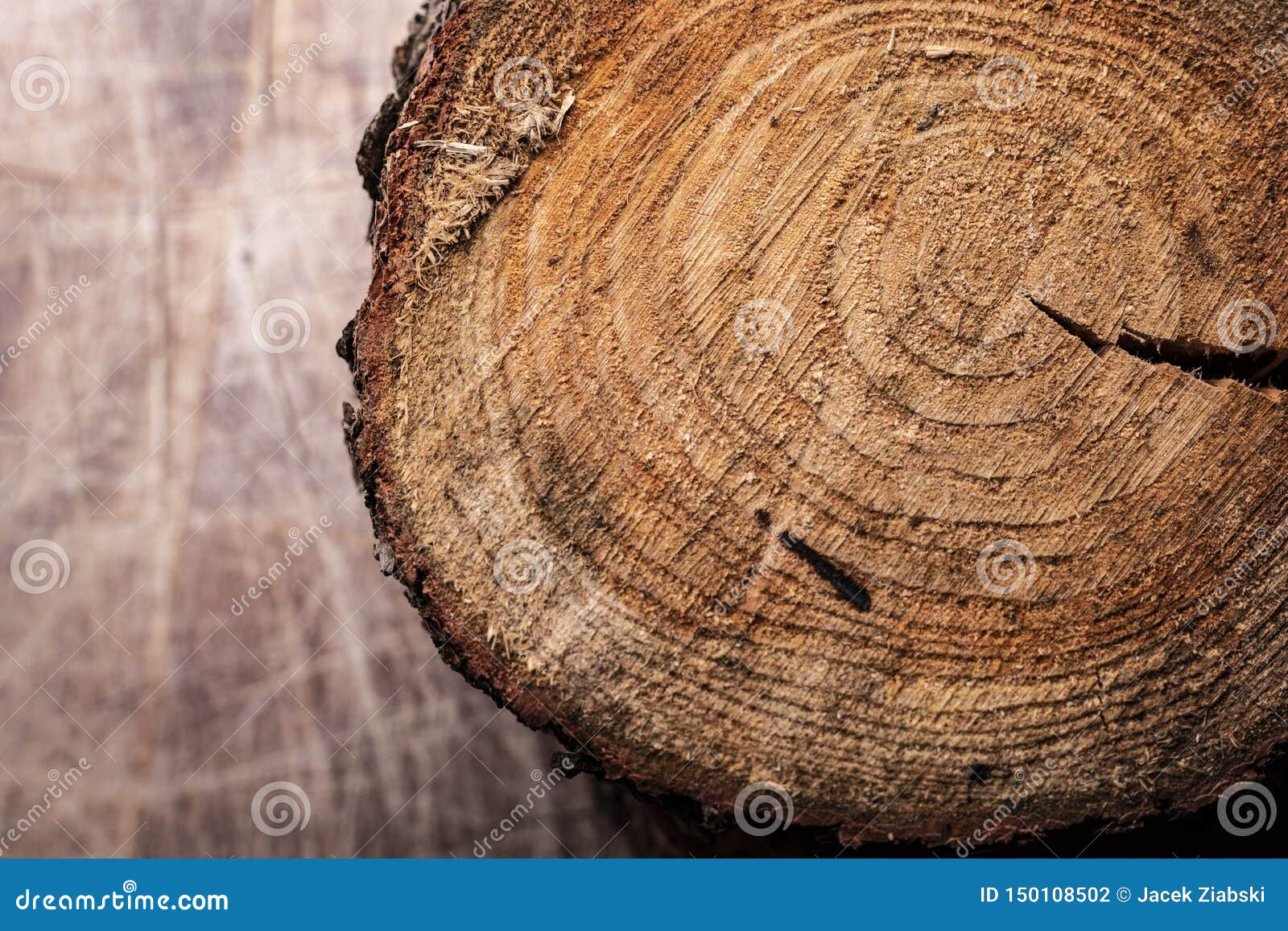 Tree, Cross-section through a Tree Trunk. Natural Wooden Stock Photo ...