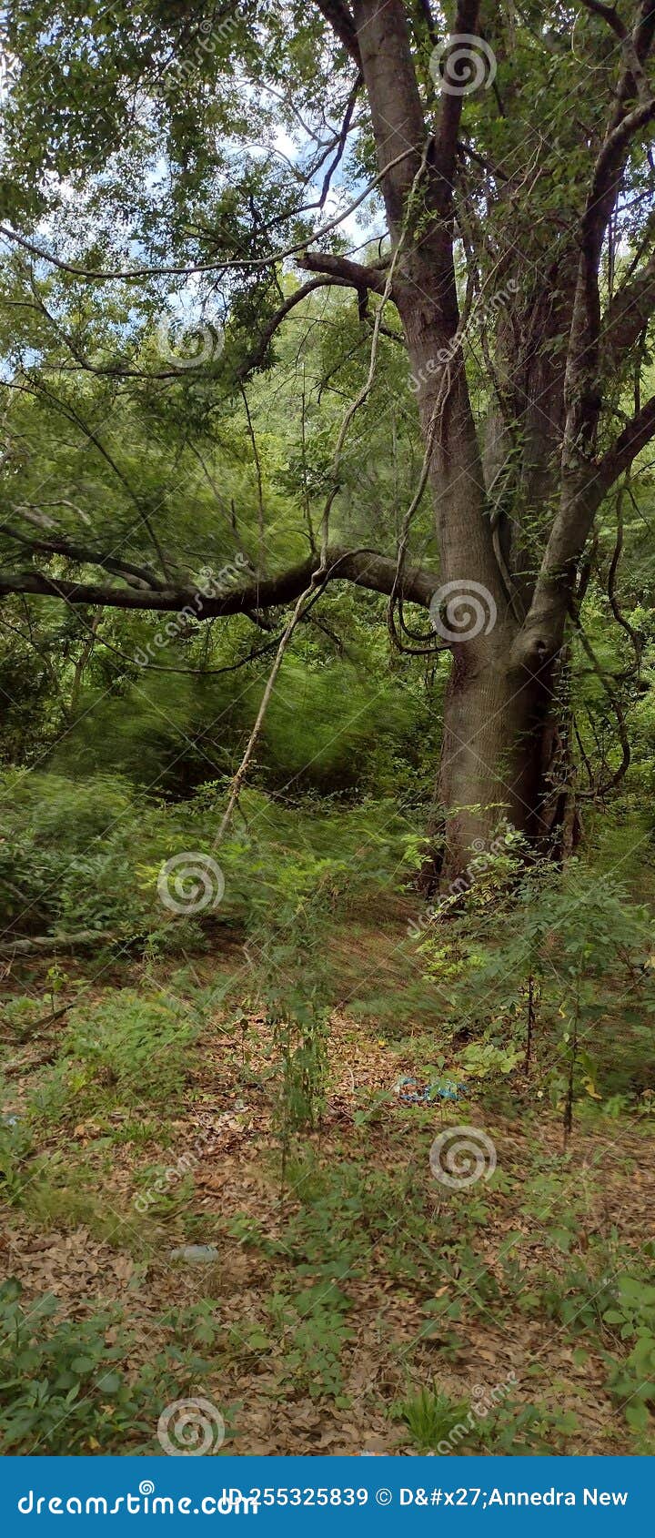 Tree in crossett 1 stock image. Image of tree, crossett - 255325839