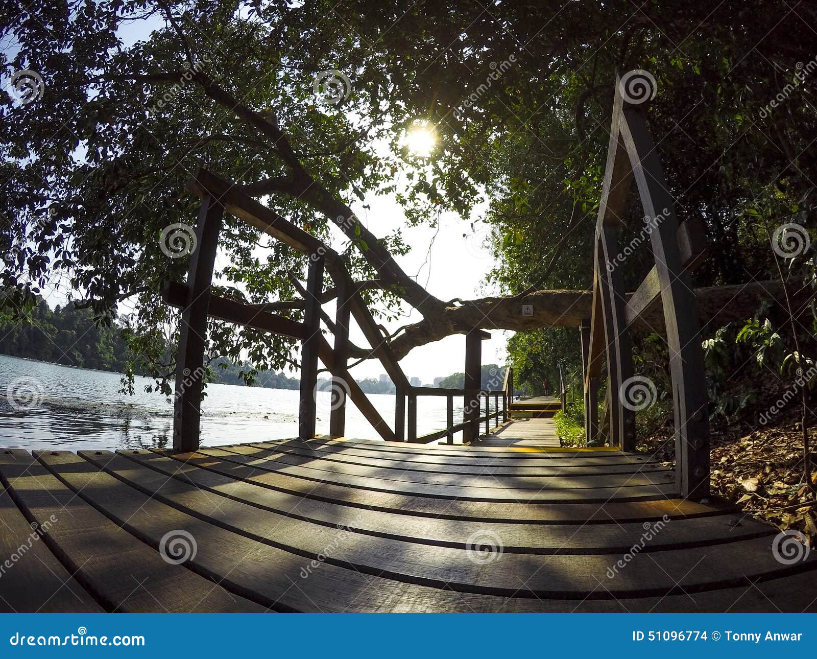 Tree Crossing stock photo. Image of nature, crossing - 51096774