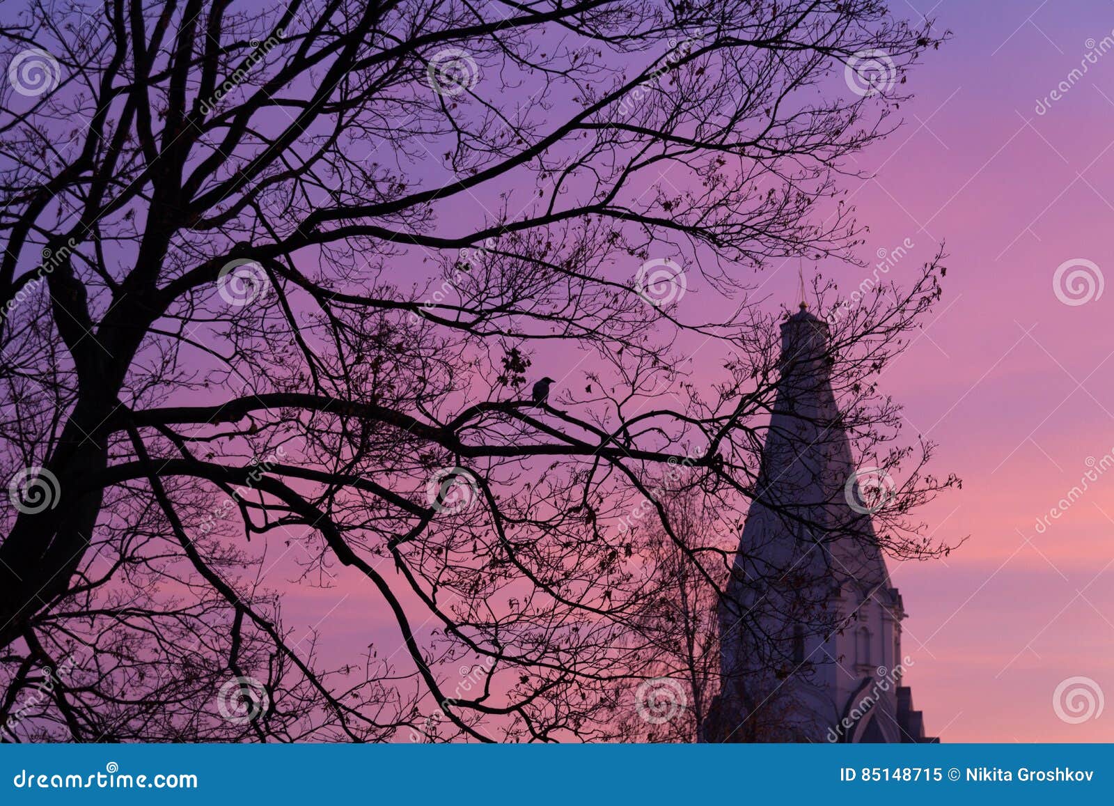 Tree with crow stock image. Image of dawn, church, branch - 85148715