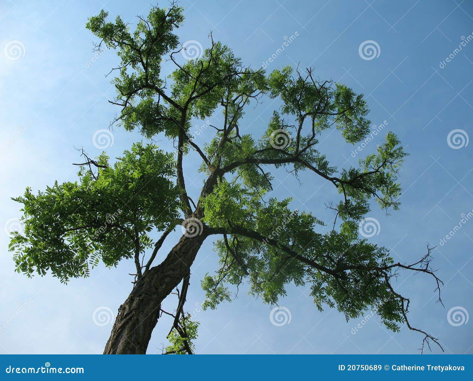 Tree Crown stock image. Image of botanic, green, nature - 20750689