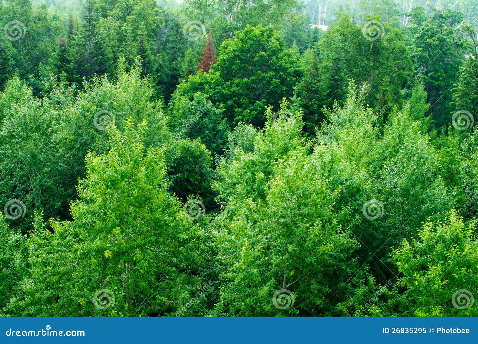 Tree crown stock image. Image of poplar, tree, birch - 26835295