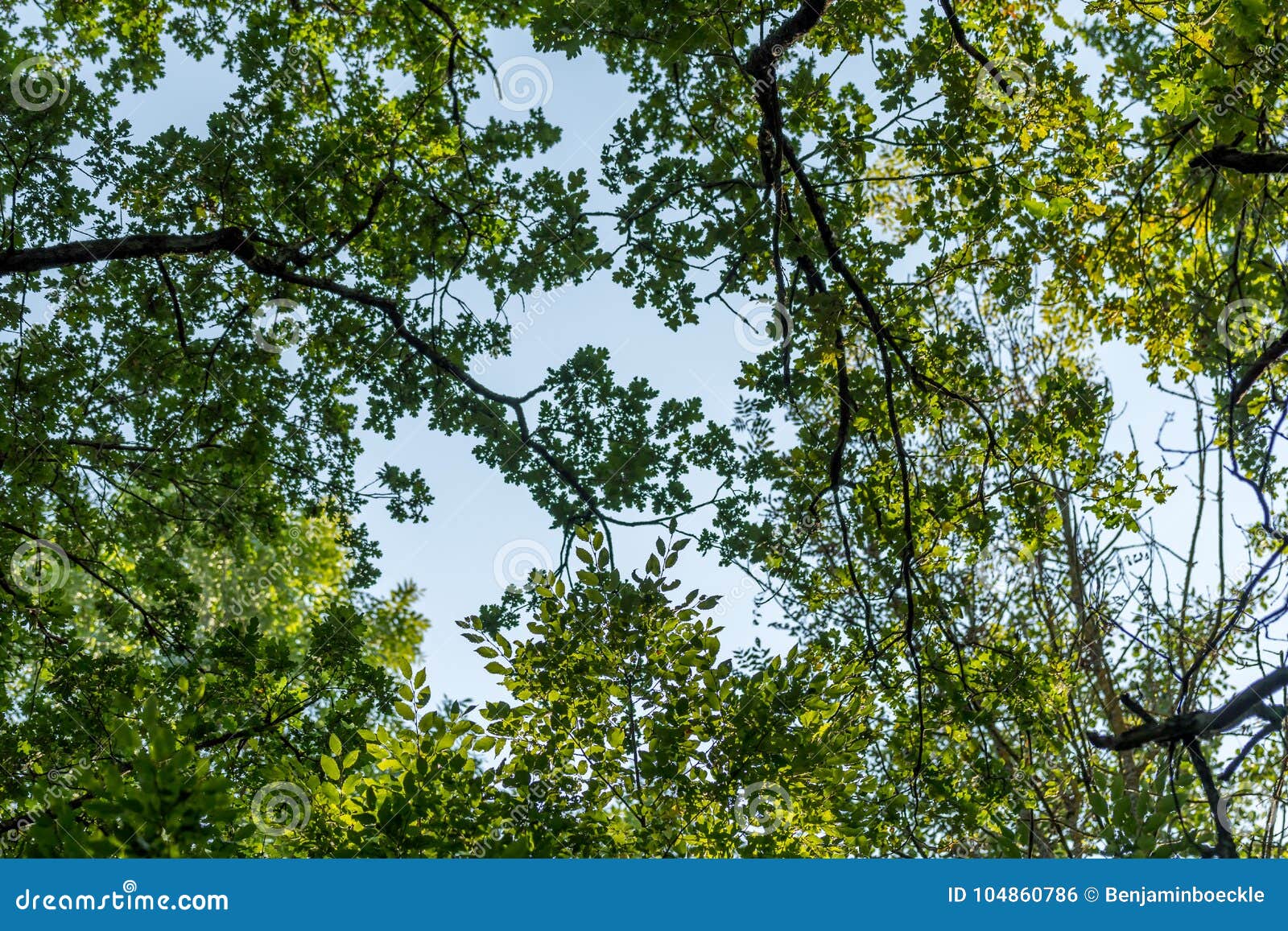 Tree Crown from the Bottom of the Forrest Against the Light Stock Photo ...