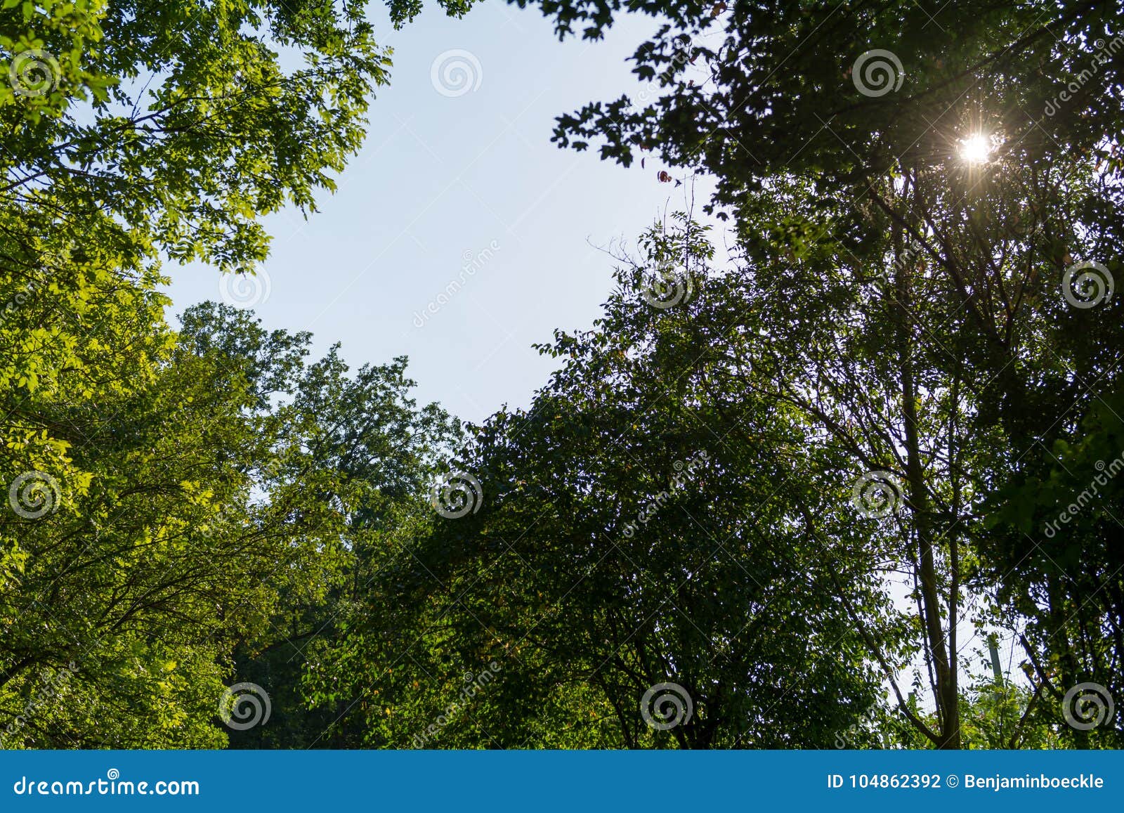 Tree Crown from the Bottom of the Forrest Against the Light Stock Photo ...