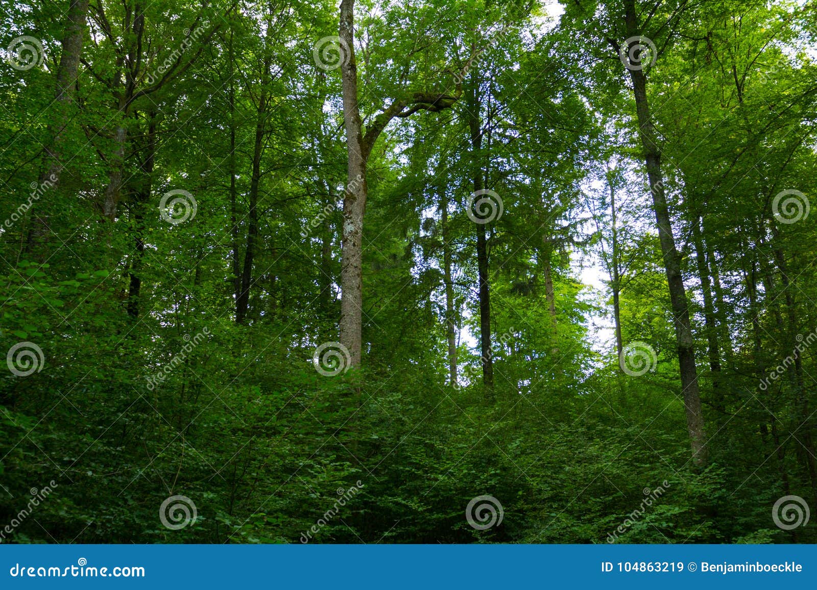 Tree Crown from the Bottom of the Forrest Against the Light Stock Image ...