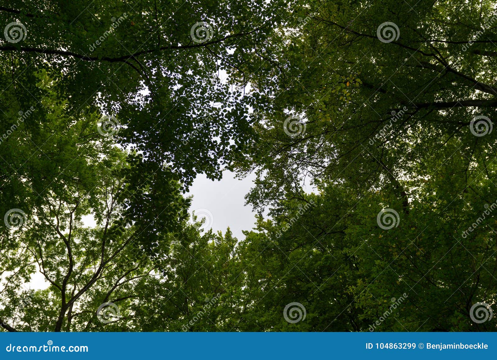 Tree Crown from the Bottom of the Forrest Against the Light Stock Image ...