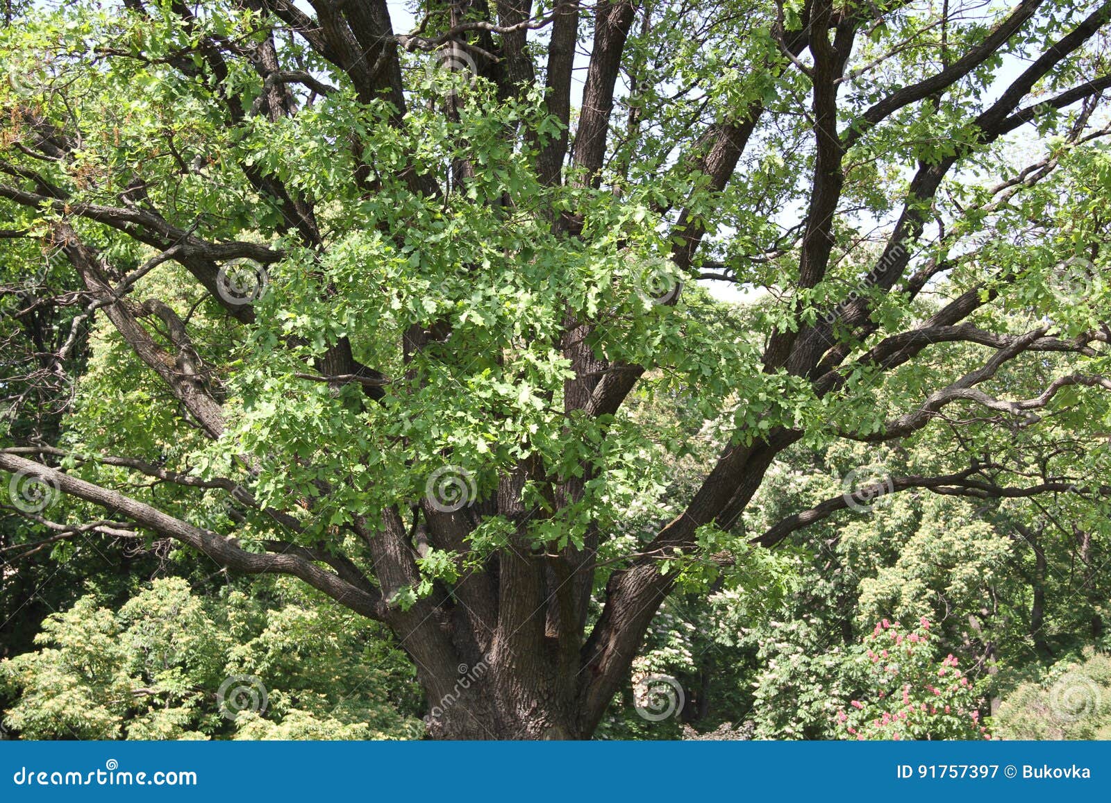 Tree crown stock image. Image of crown, nature, huge - 91757397