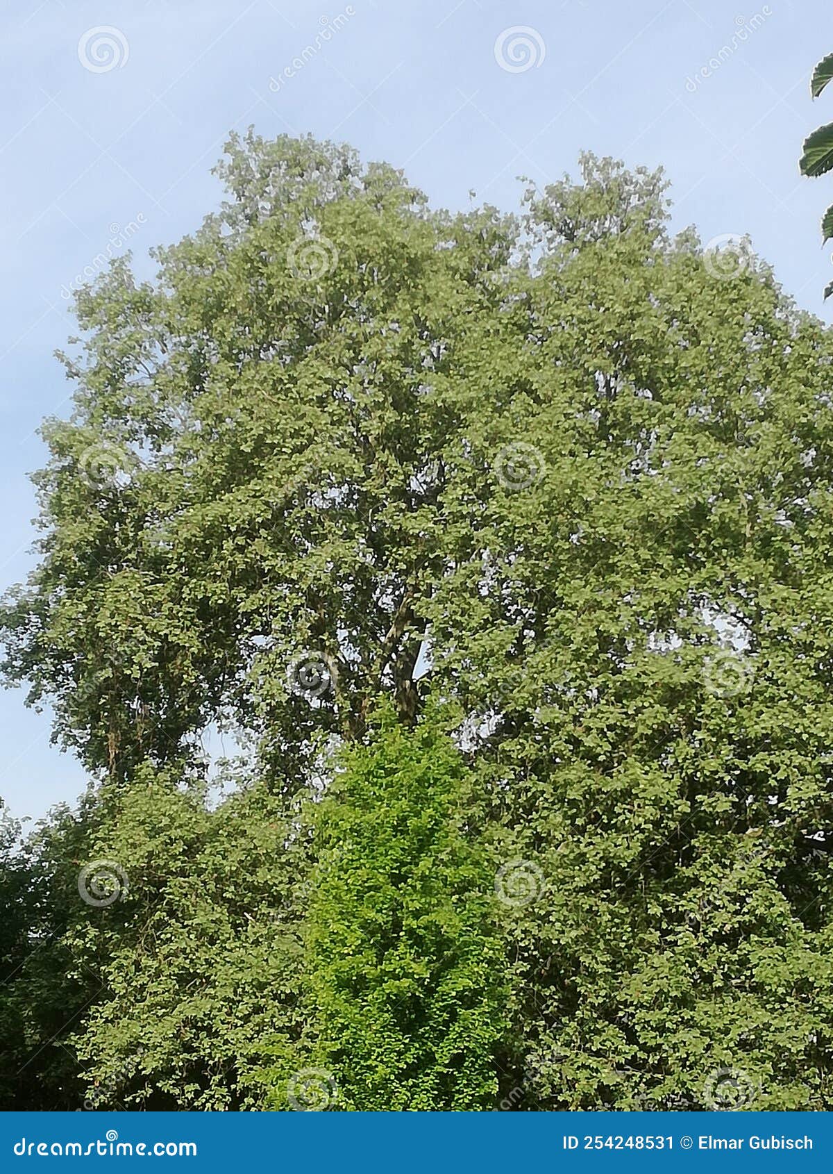 Tree crown and tree leaves stock image. Image of vegetation - 254248531