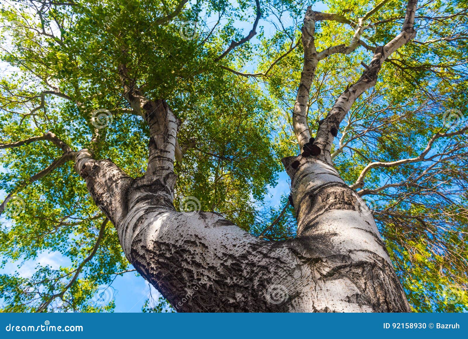 Tree crown stock photo. Image of beautiful, color, landscape - 92158930