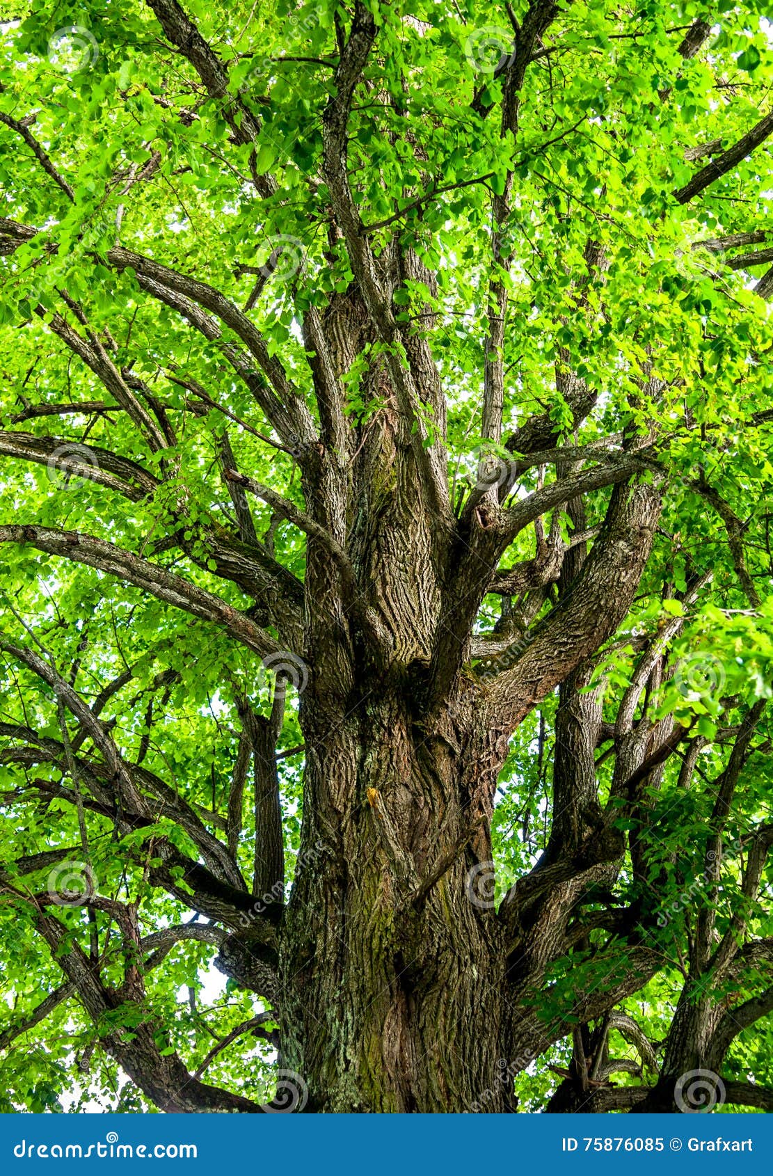 Tree Crown of an Old Lime Tree Stock Image - Image of leaves, crown ...