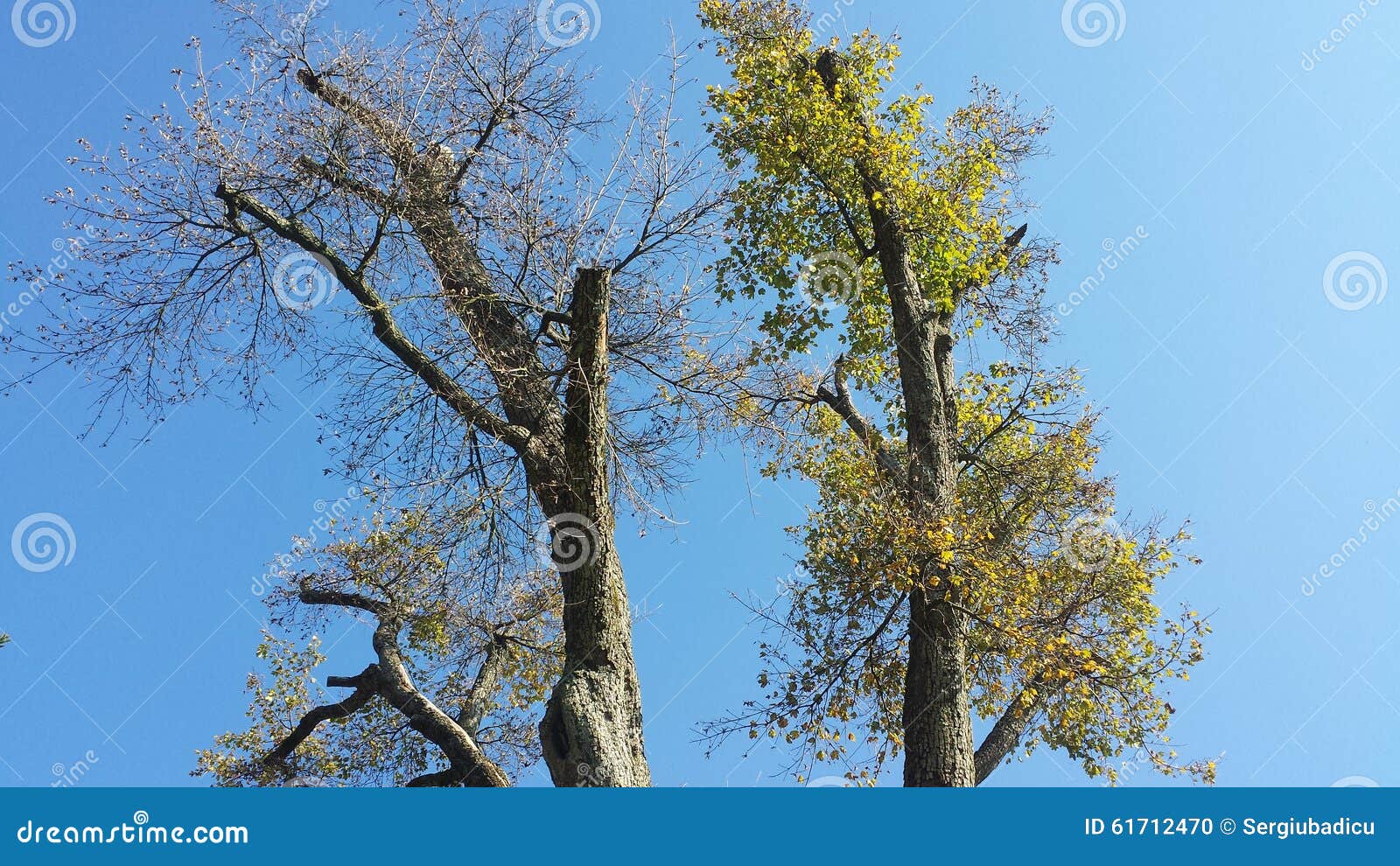 Tree crown stock photo. Image of crown, larch, branch - 61712470