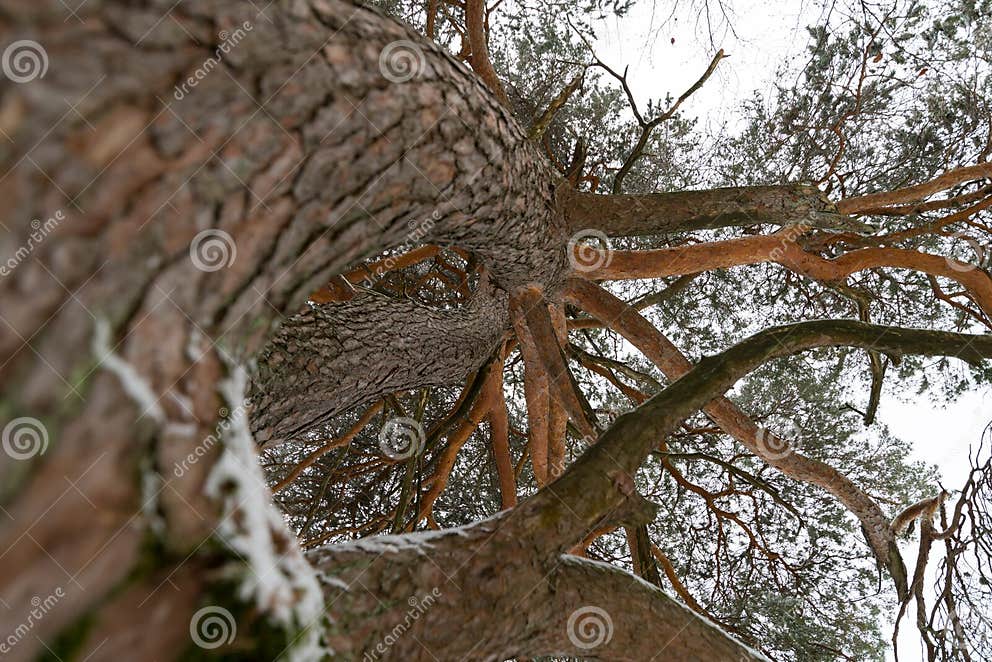Tree Crown of a Pine Tree in the Winter Stock Photo - Image of ...
