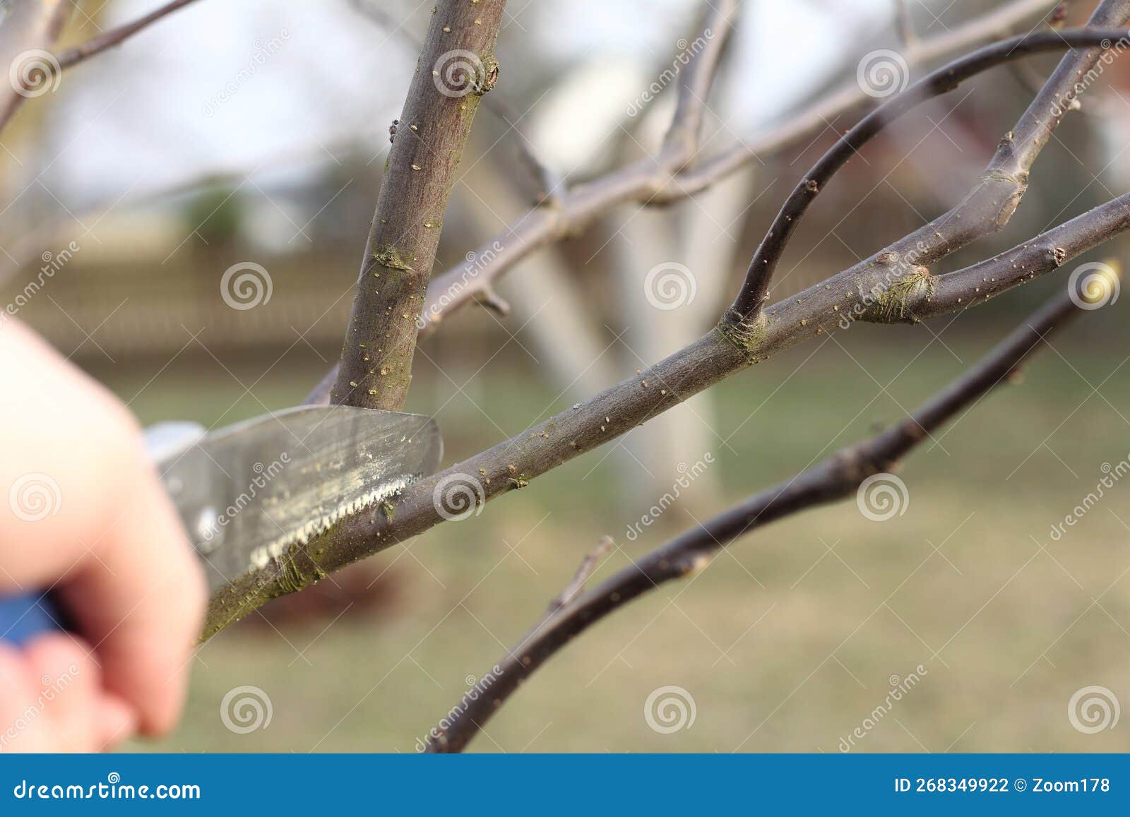 Tree crown shaping stock photo. Image of care, plant - 268349922