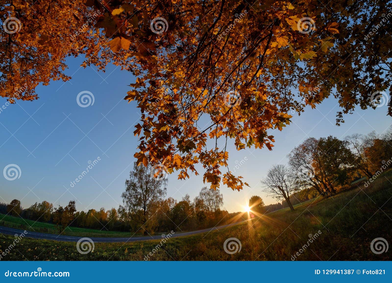 Tree crown at sunset stock image. Image of meadow, forest - 129941387