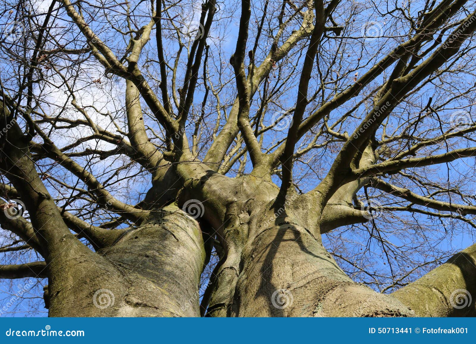 Tree crown stock image. Image of sunlight, trees, tree - 50713441