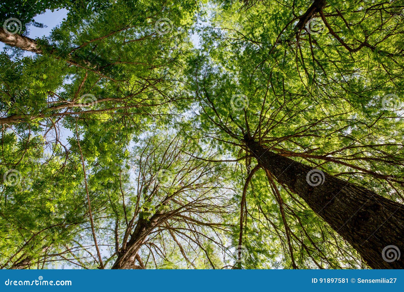 Tree crown stock image. Image of summer, tree, nature - 91897581