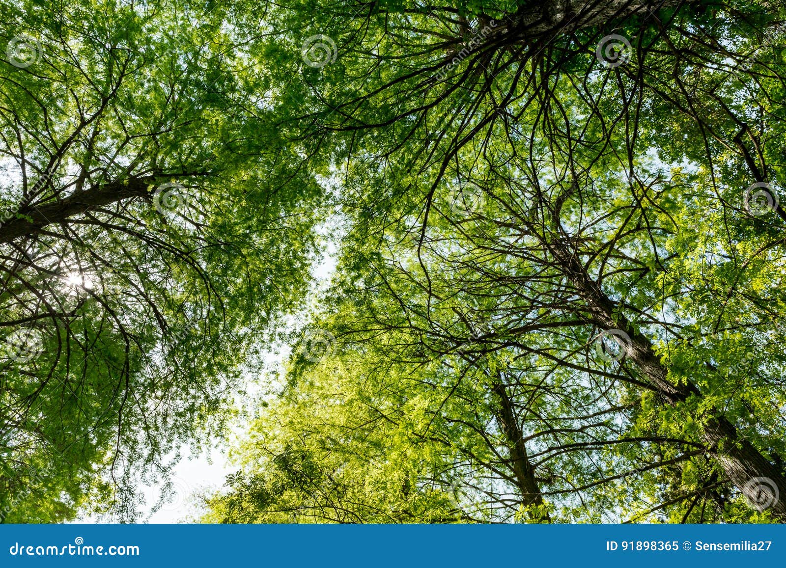 Tree crown stock image. Image of plants, nature, tall - 91898365