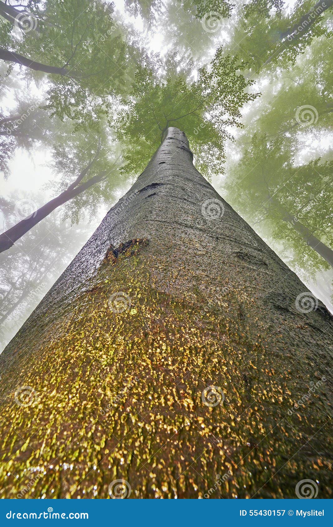 Tree crown stock image. Image of outdoor, scenic, beech - 55430157