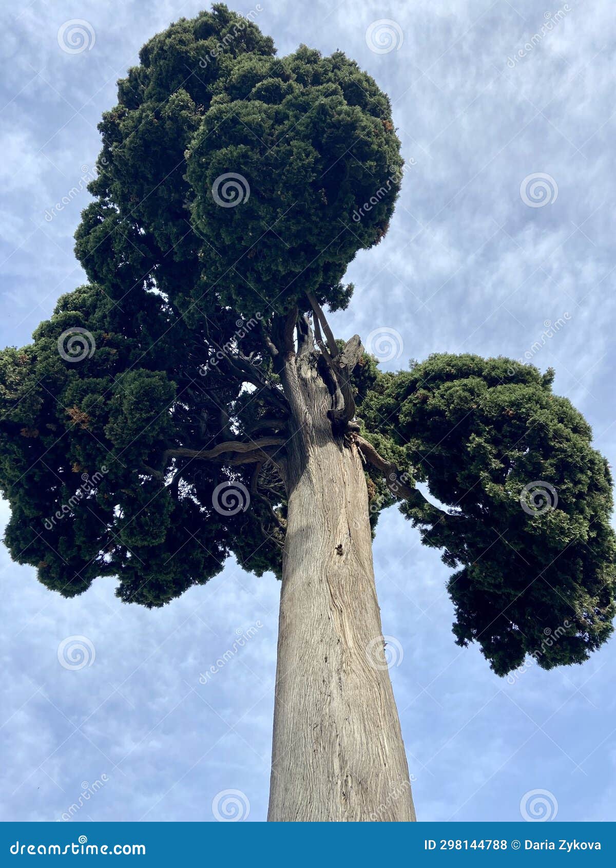 Tree crown stock photo. Image of beautiful, nature, trunk - 298144788