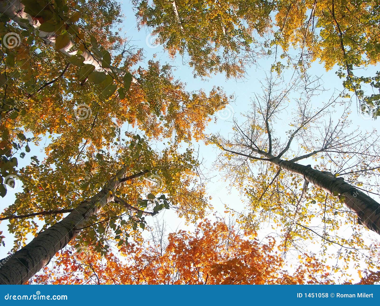 Tree crowns stock photo. Image of autumn, park, background - 1451058